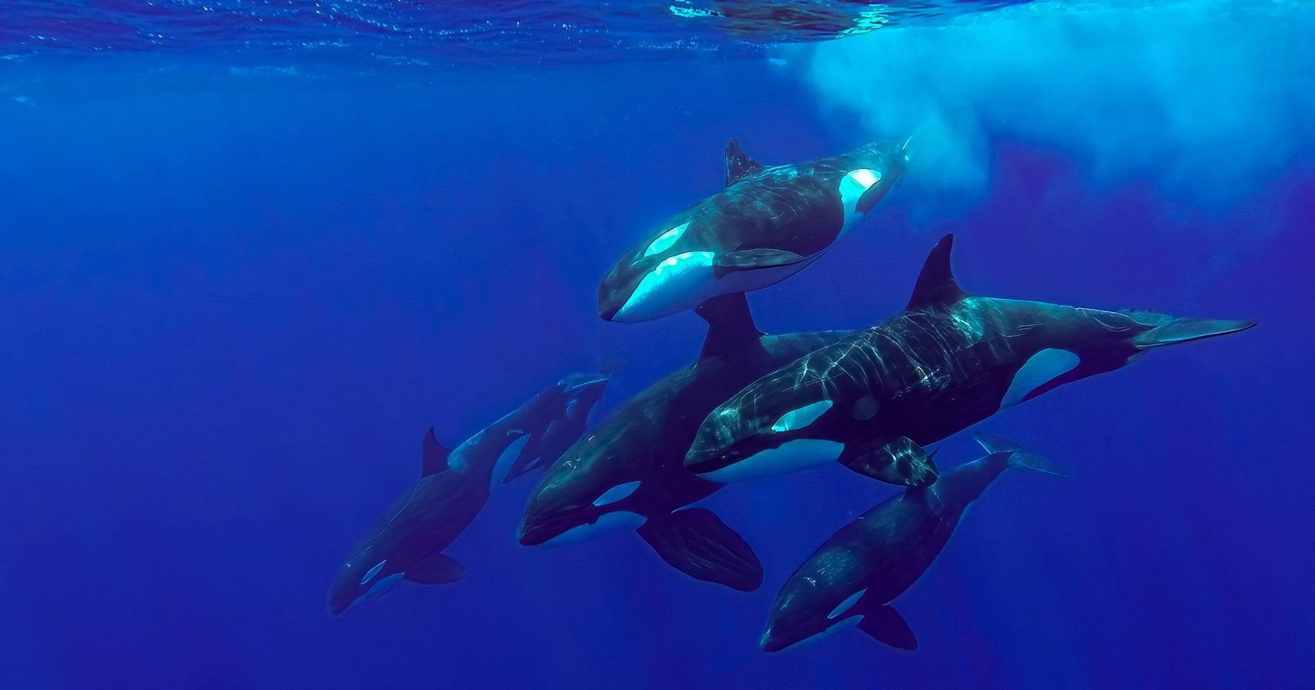 Vídeo mostra momento em que orcas se aproximam de embarcação na ...