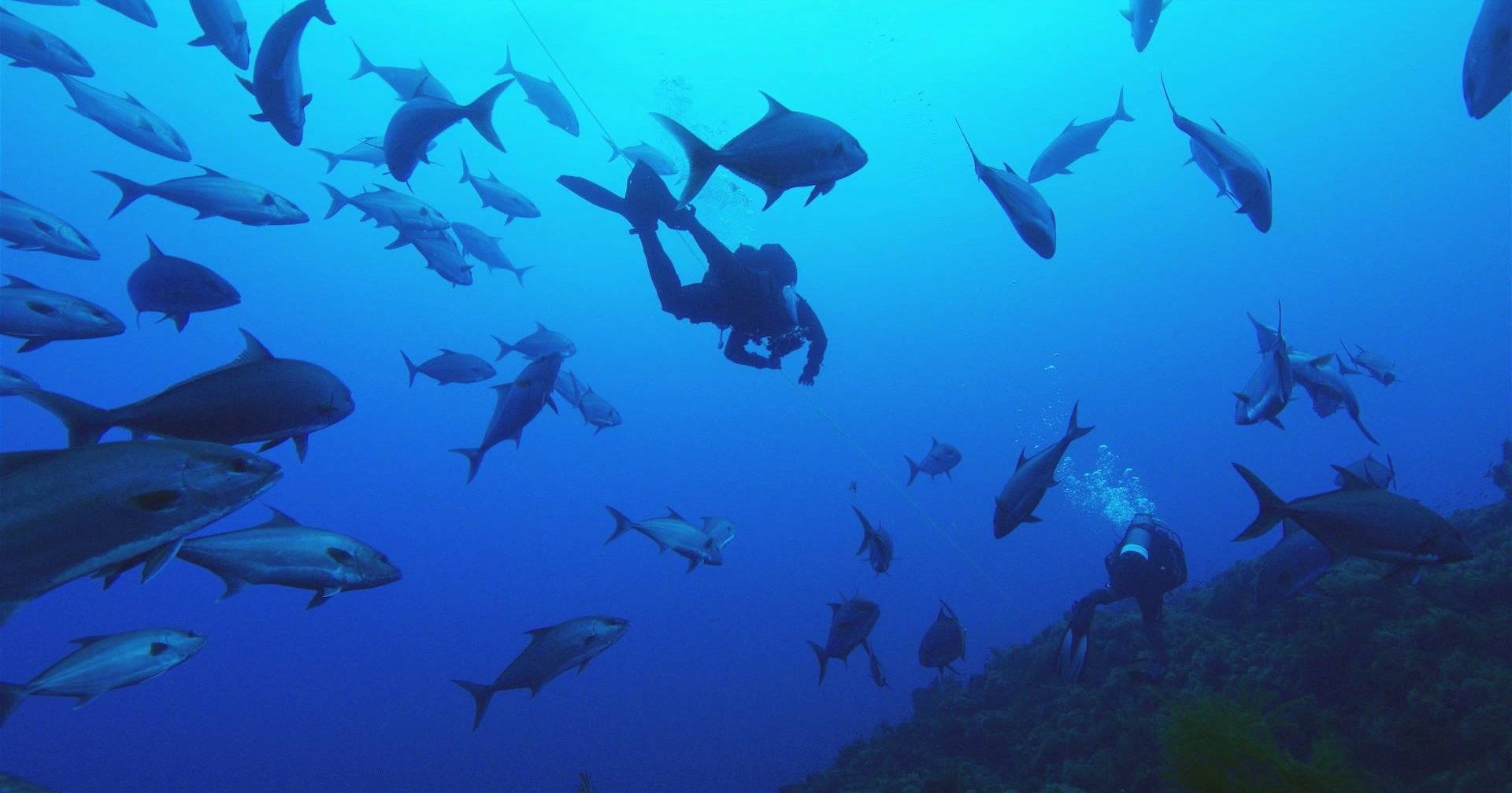A Montanha Submersa: Banco de Gorringe esconde coloridas florestas e ...