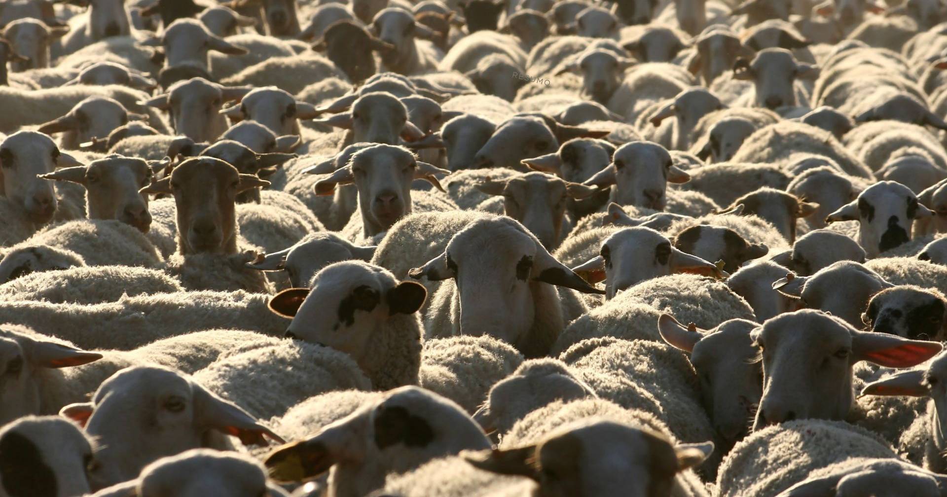 O que é a língua azul? Doença já matou milhares de animais em Portugal ...