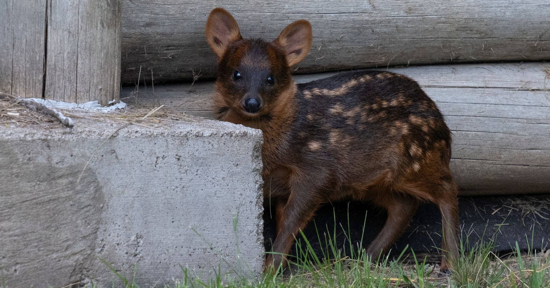 Raro e minúsculo cervo nasce em Zoo na Argentina e pode ser ...