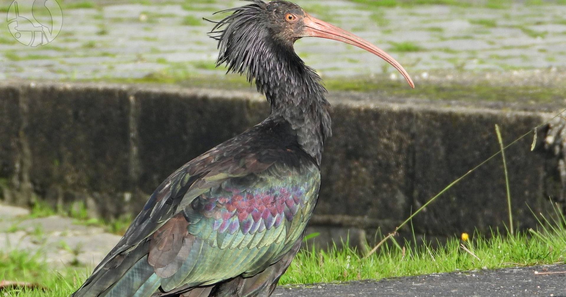 Ave rara avistada em Portugal pela segunda vez - SIC Notícias