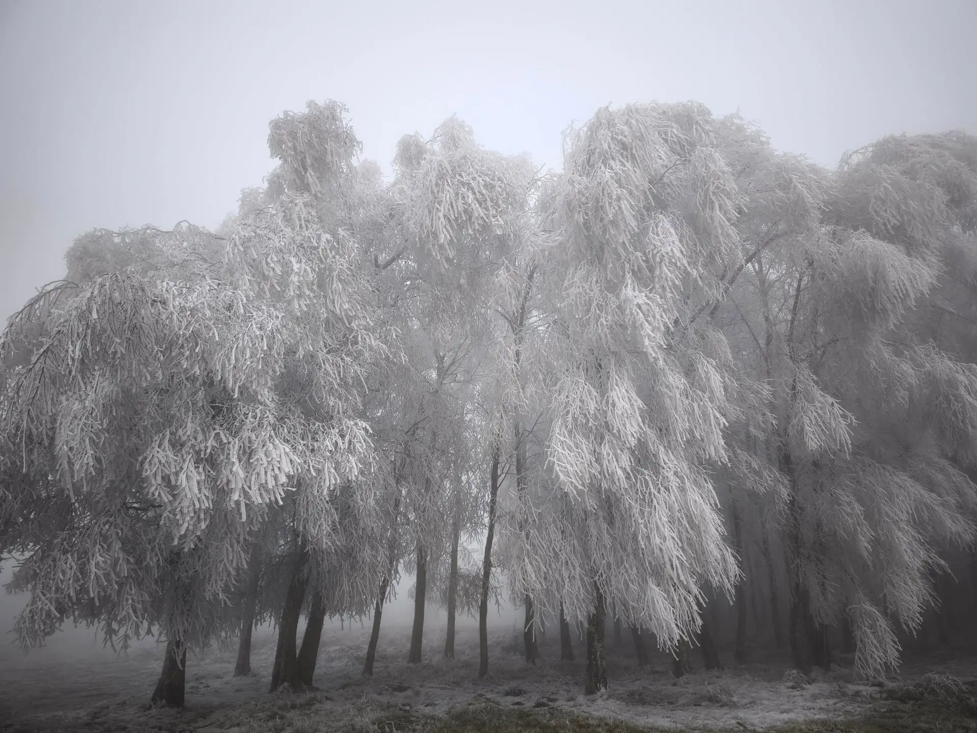 Sincelo pinta paisagens do Norte e Centro de Portugal de branco, veja as imagens - SIC Notícias