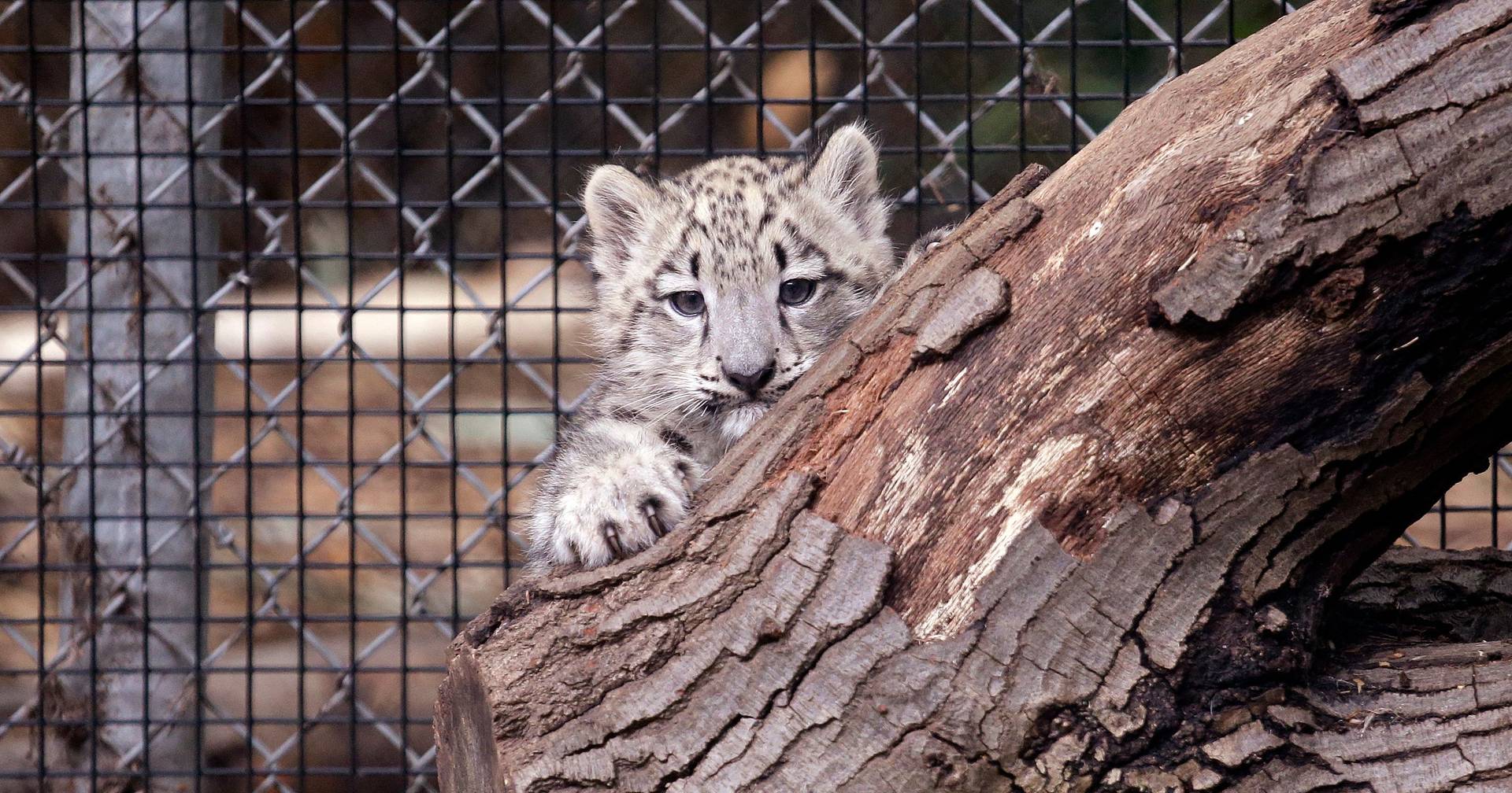 Fóssil de leopardo-das-neves descoberto em Portugal desvenda mistérios ...