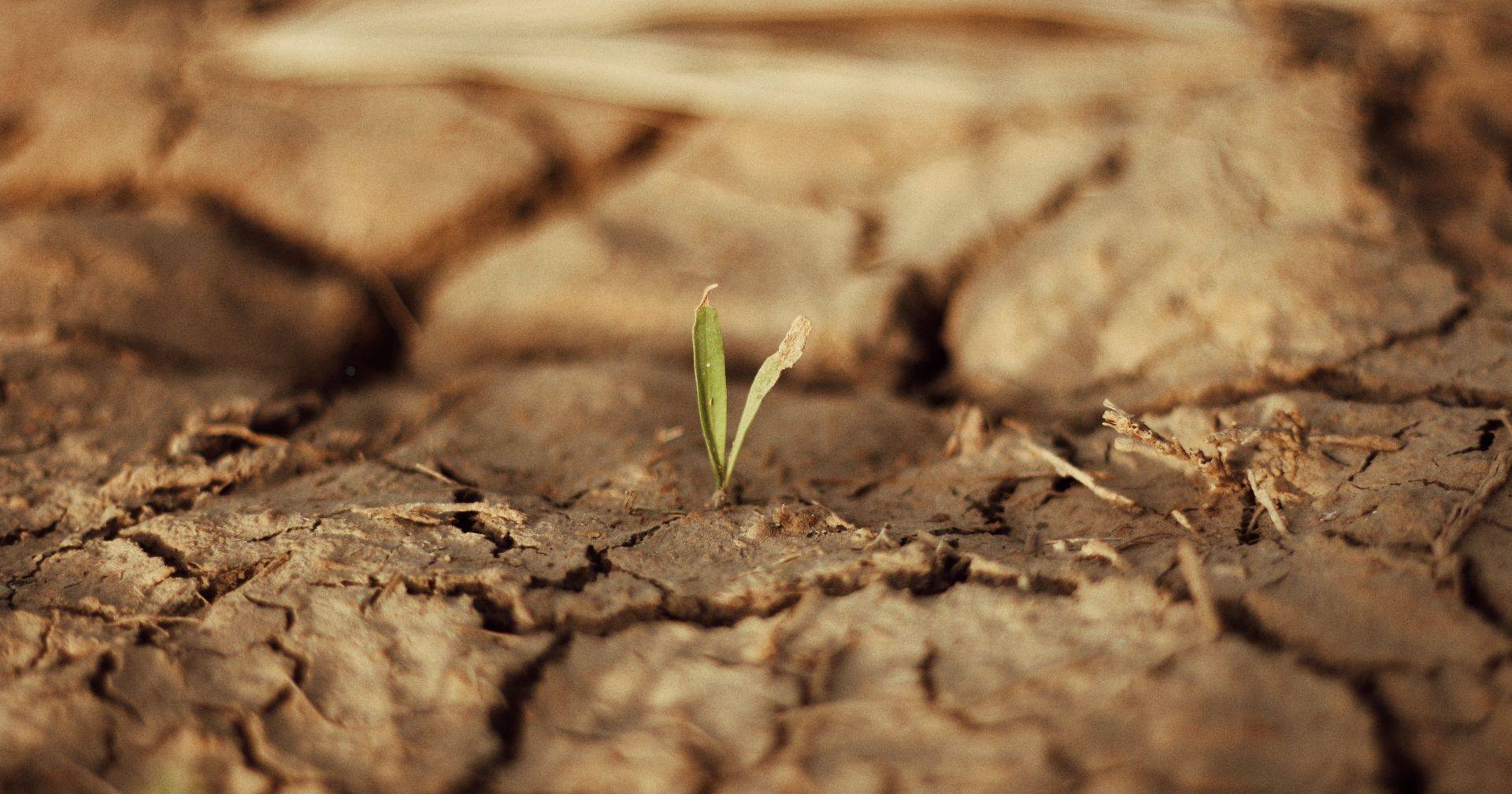 Desertificação: como se combate uma das grandes ameaças à sobrevivência ...