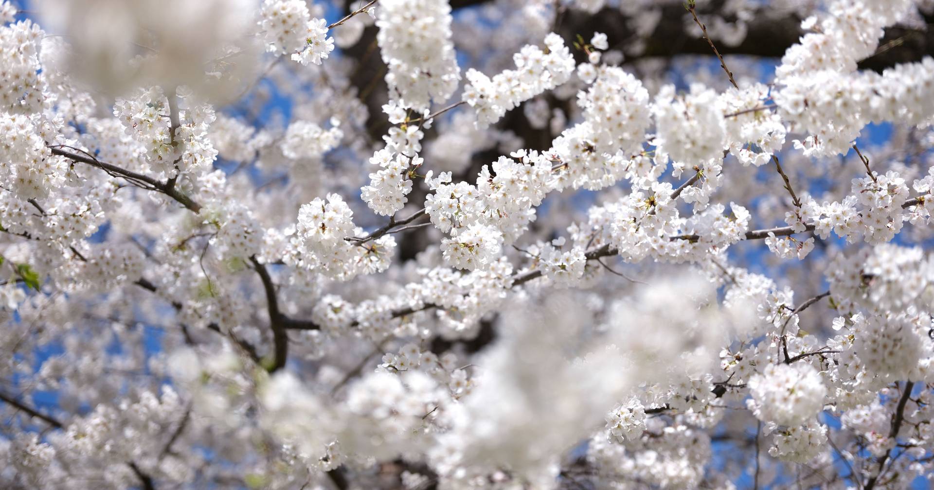 Cerejeiras em flor: as imagens do despertar da primavera de Ocidente a ...