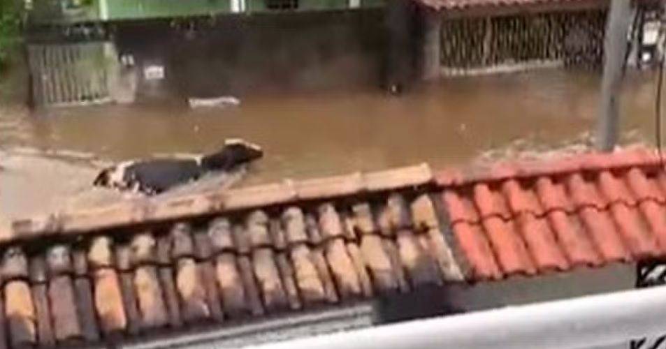 Cheias no Brasil: vacas arrastadas pela corrente em Angra dos Reis, no ...