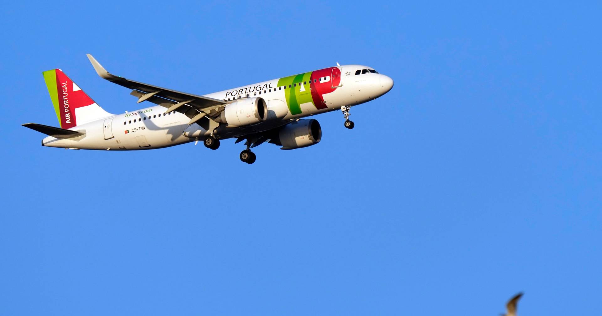 Cão de terapia de criança autista é impedido de embarcar e leva a ...