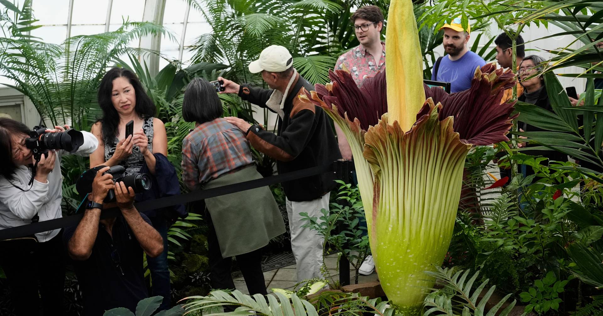 Rara floração da “flor-cadáver”, conhecida pelo odor a morte, atrai ...