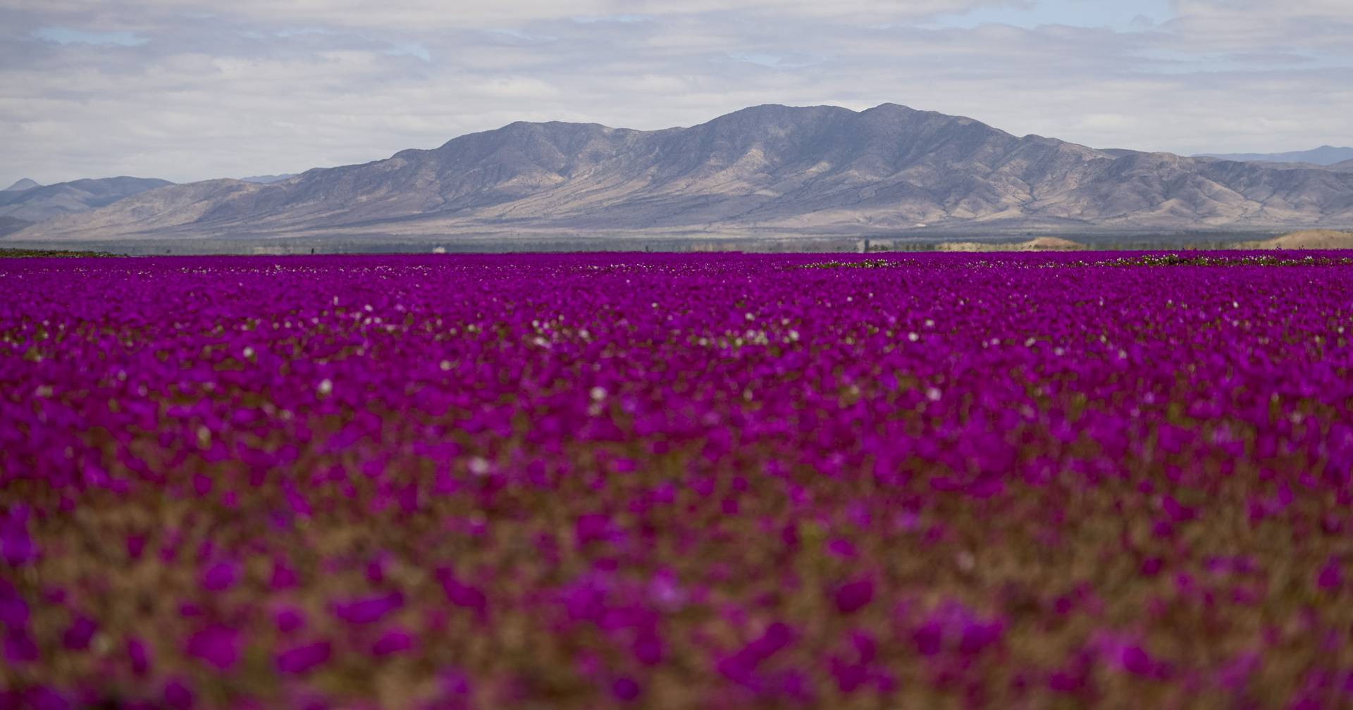 Porque há flores no Deserto do Atacama, um dos lugares mais secos do ...