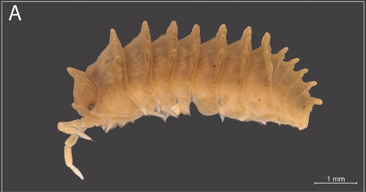 Nova espécie de bicho-de-conta descoberta por bióloga portuguesa