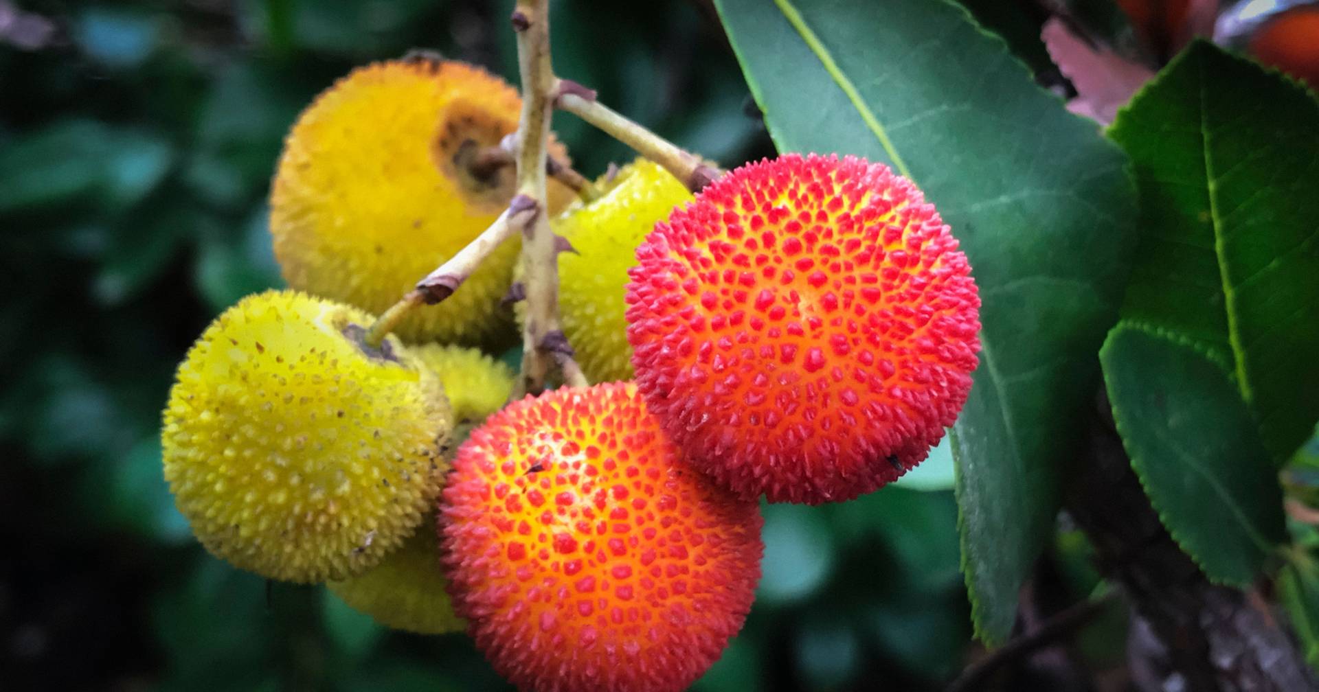 Começou a campanha do medronho (mas a seca não ajuda) - SIC Notícias