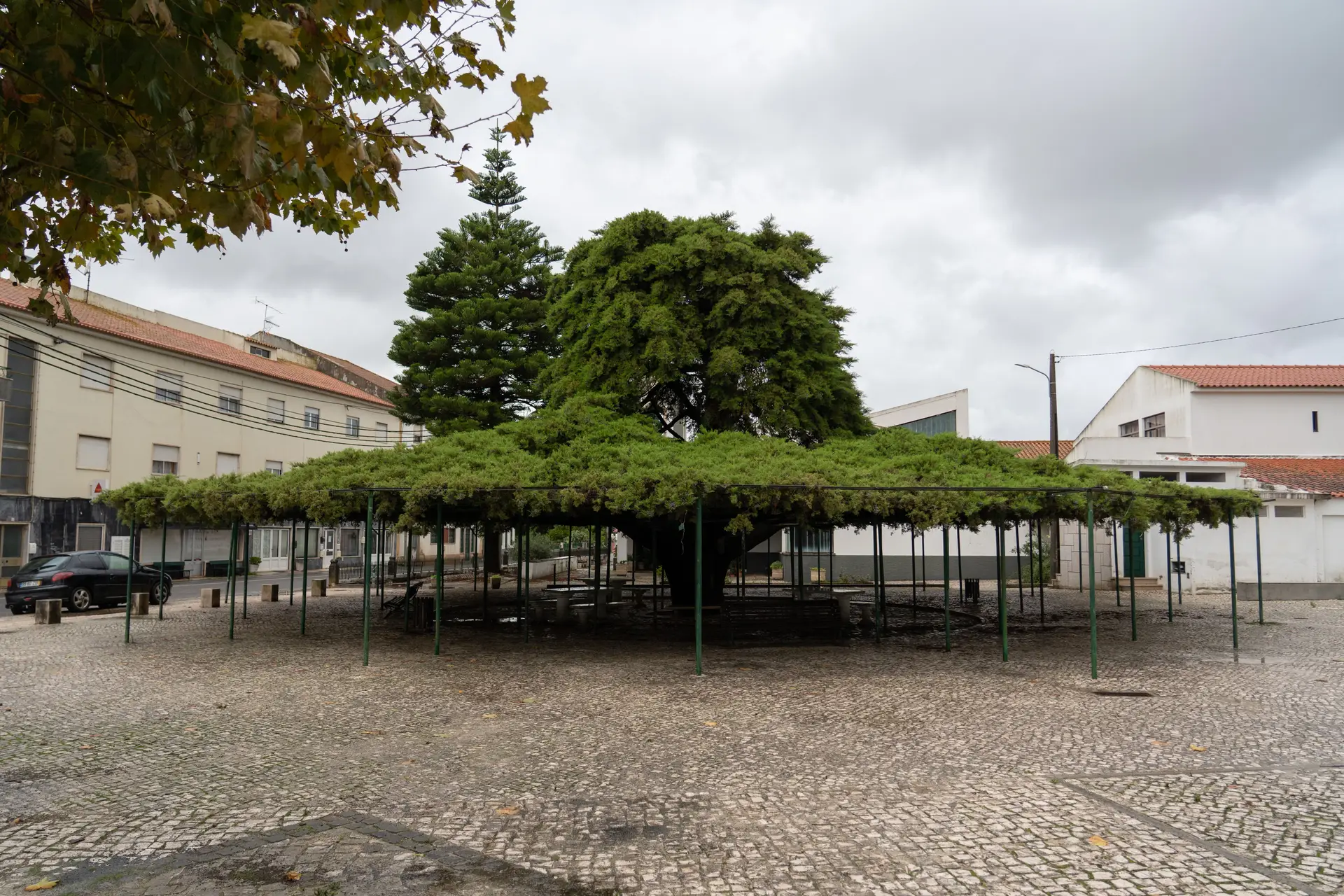 Cedro de Runa eleito Árvore do Ano em Portugal - SIC Notícias