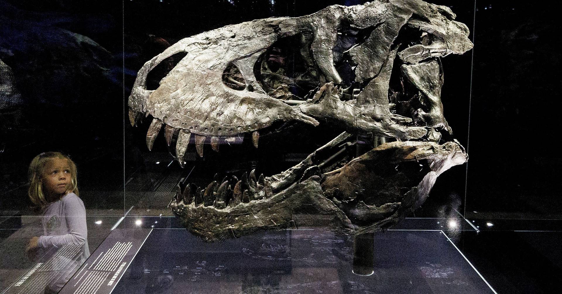 Novo estudo mostra que Tyrannosaurus rex podiam crescer até aos 40 anos ...