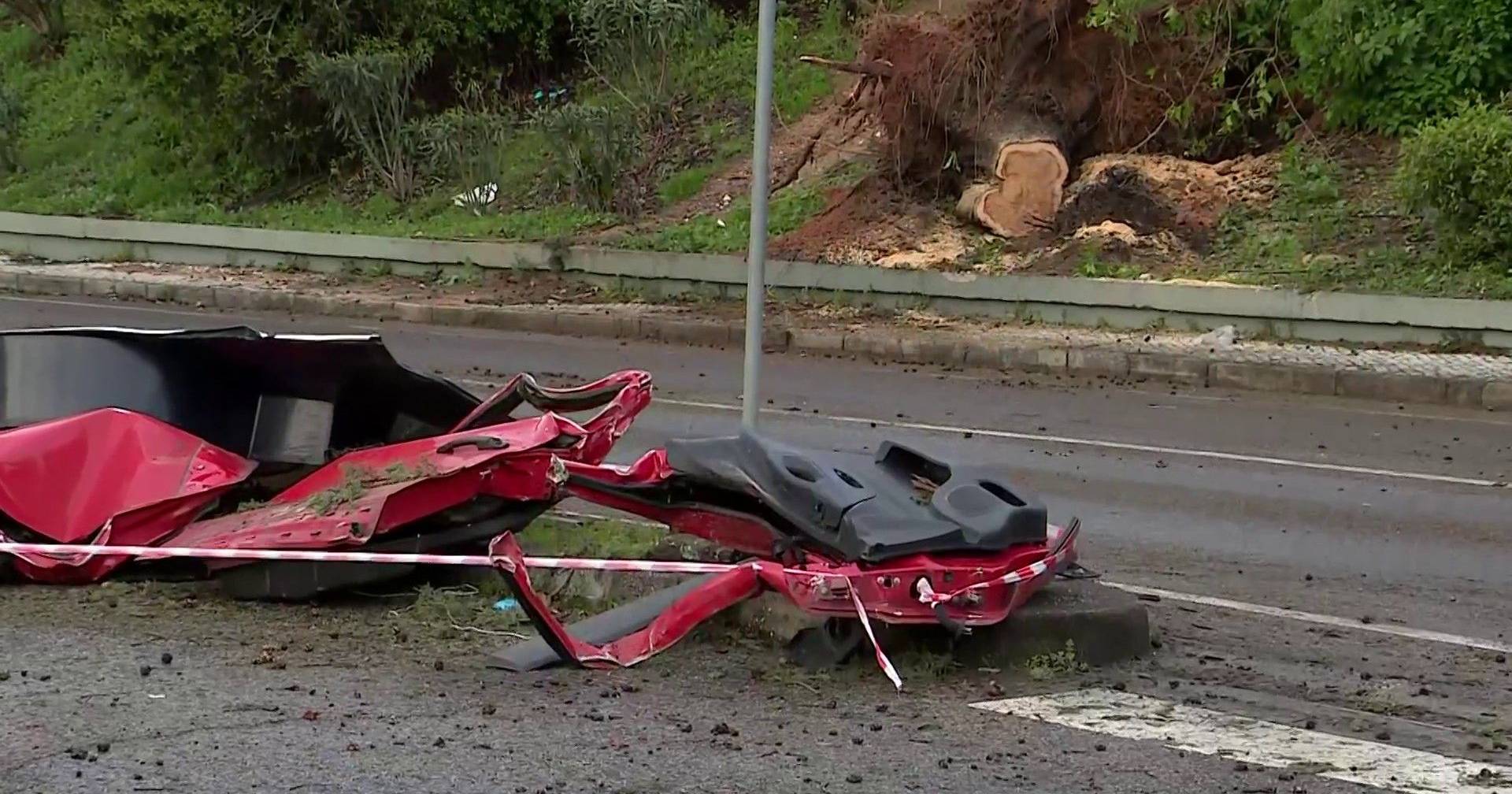 Um morto em queda de árvore em Vila Franca de Xira - SIC Notícias