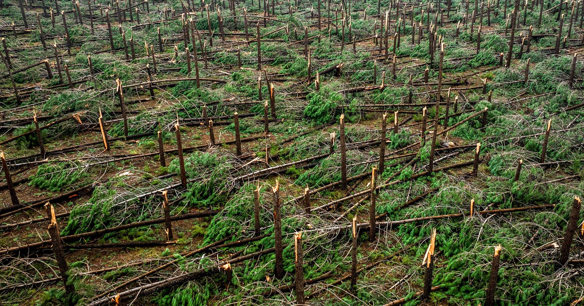 Estado paga 1500 euros por hectare para limpeza de terrenos afetados ...