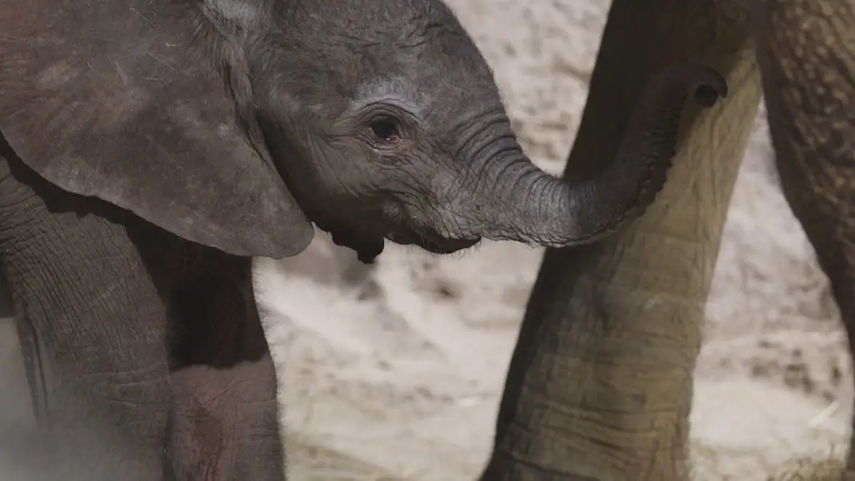 Elefante cega dá à luz cria de 150 quilos após parto de sete horas em ...