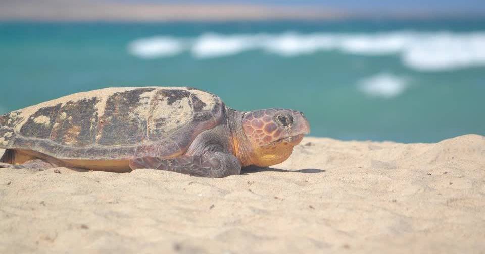 Tartarugas marinhas em Cabo Verde chegam mais cedo às praias, mas põem ...