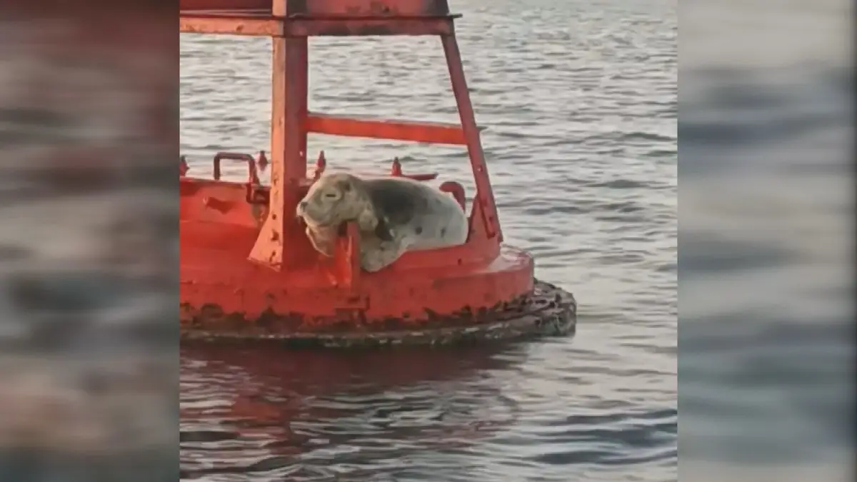 Foca-comum avistada na Ria Formosa, no Algarve - SIC Notícias