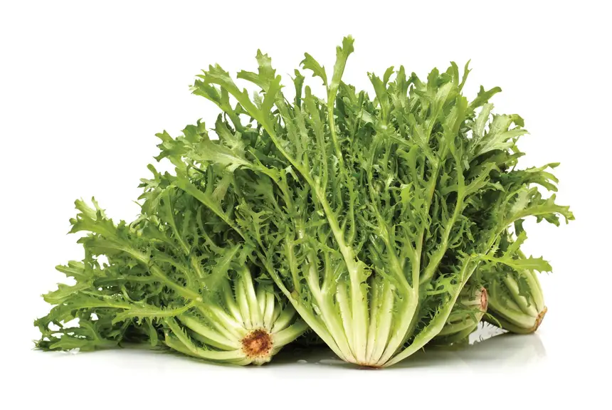 Visão | Chicória: Conheça os benefícios do novo espinafre